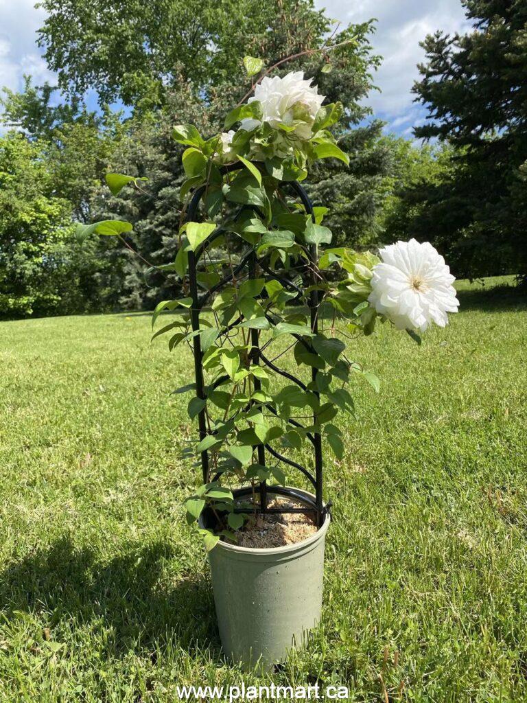 Duchess of Edinburgh – Plant Mart Co.