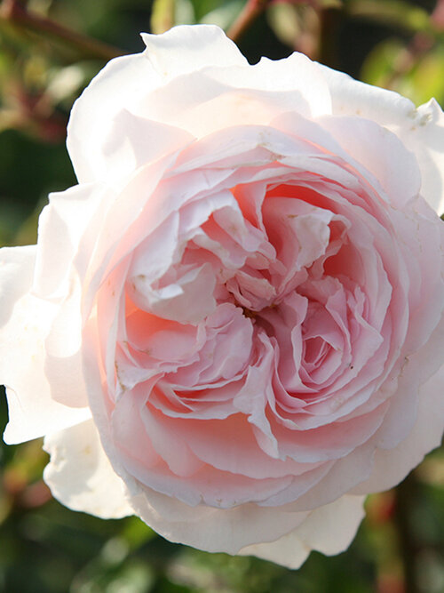 Parfuma® First Crush™ – Plant Mart Co.