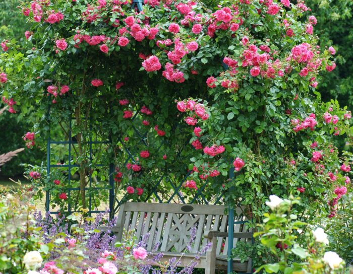 Arborose® Laguna – Plant Mart Co.