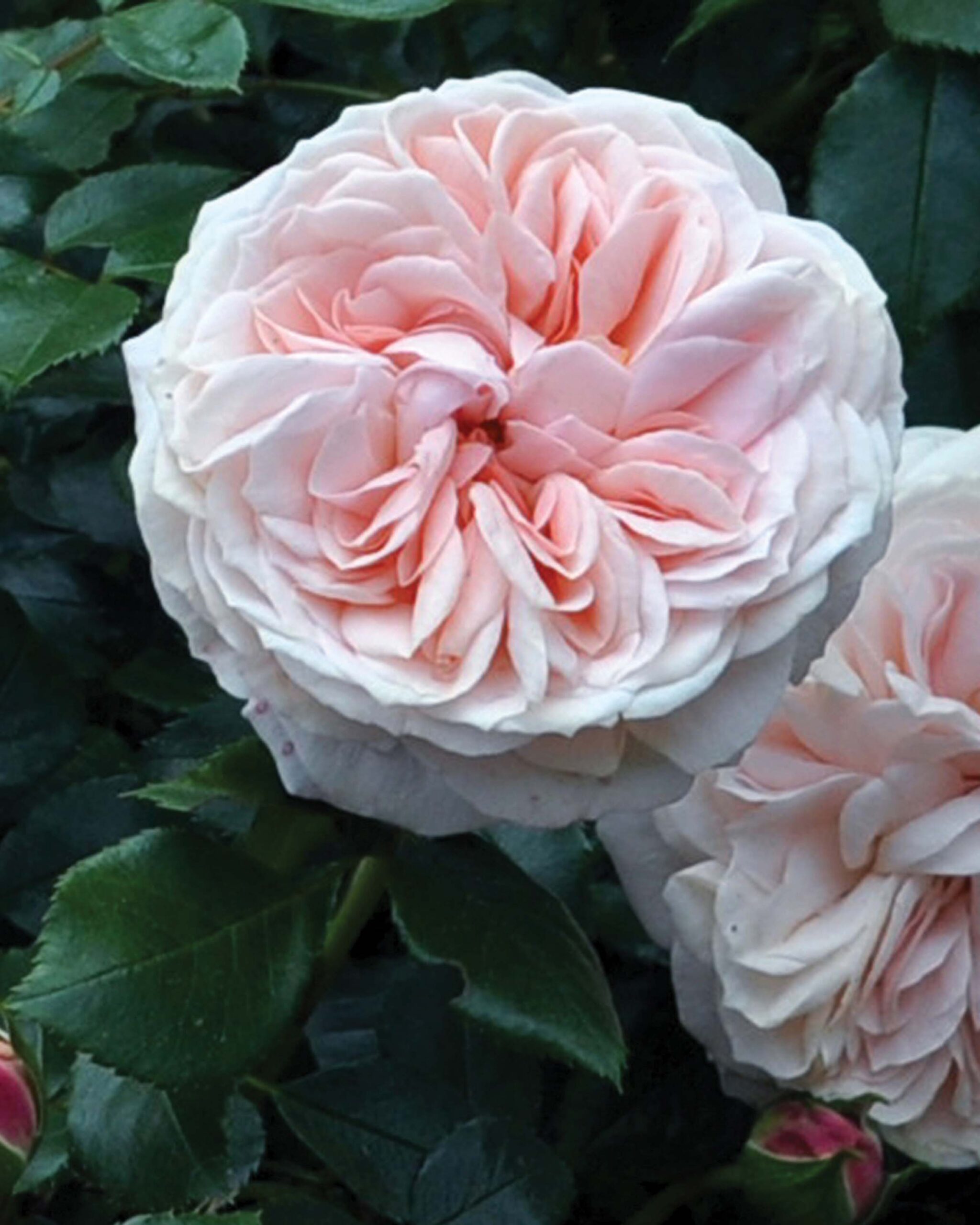 Veranda® Cream - Plant Mart