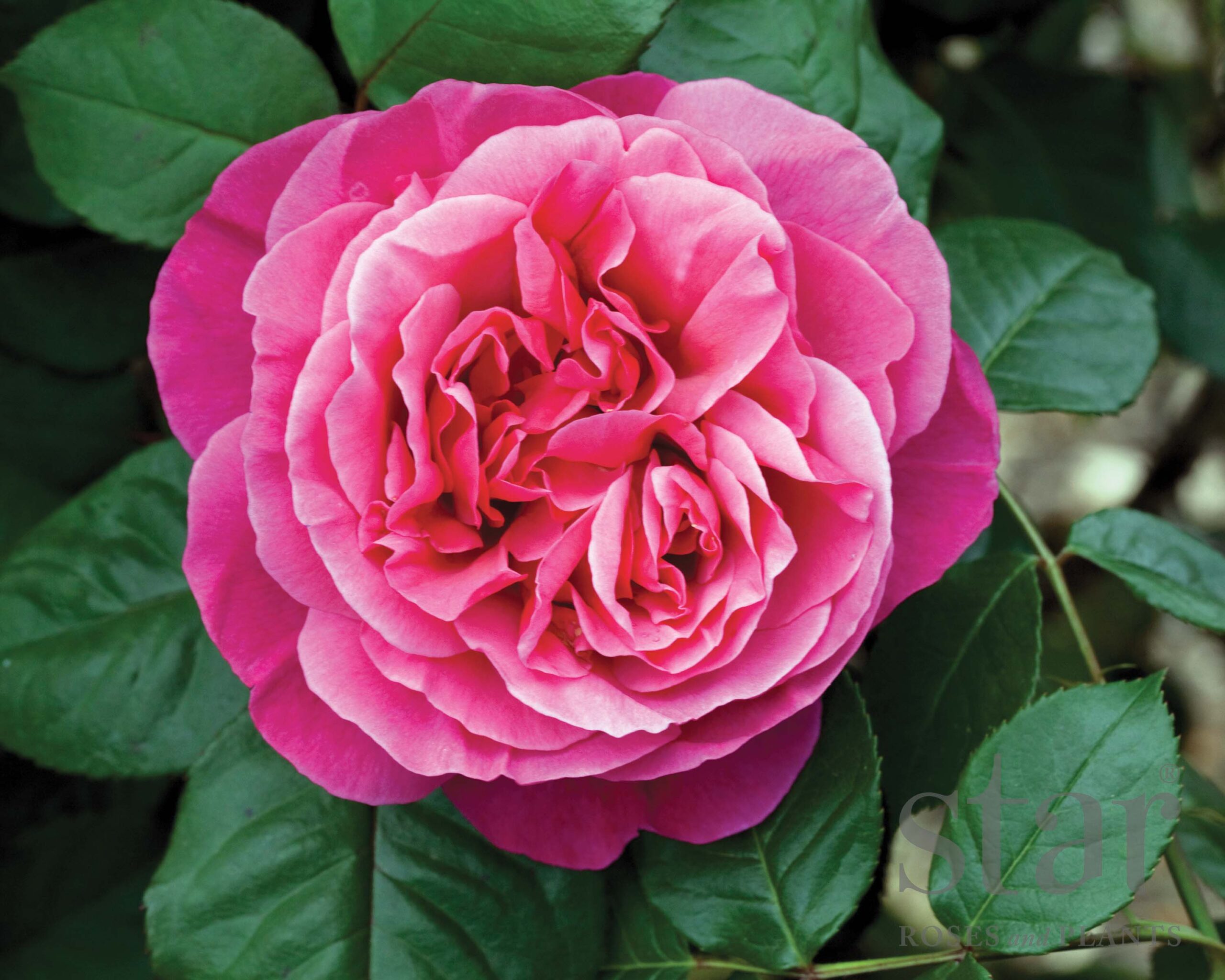 Dee-lish – Plant Mart Co.