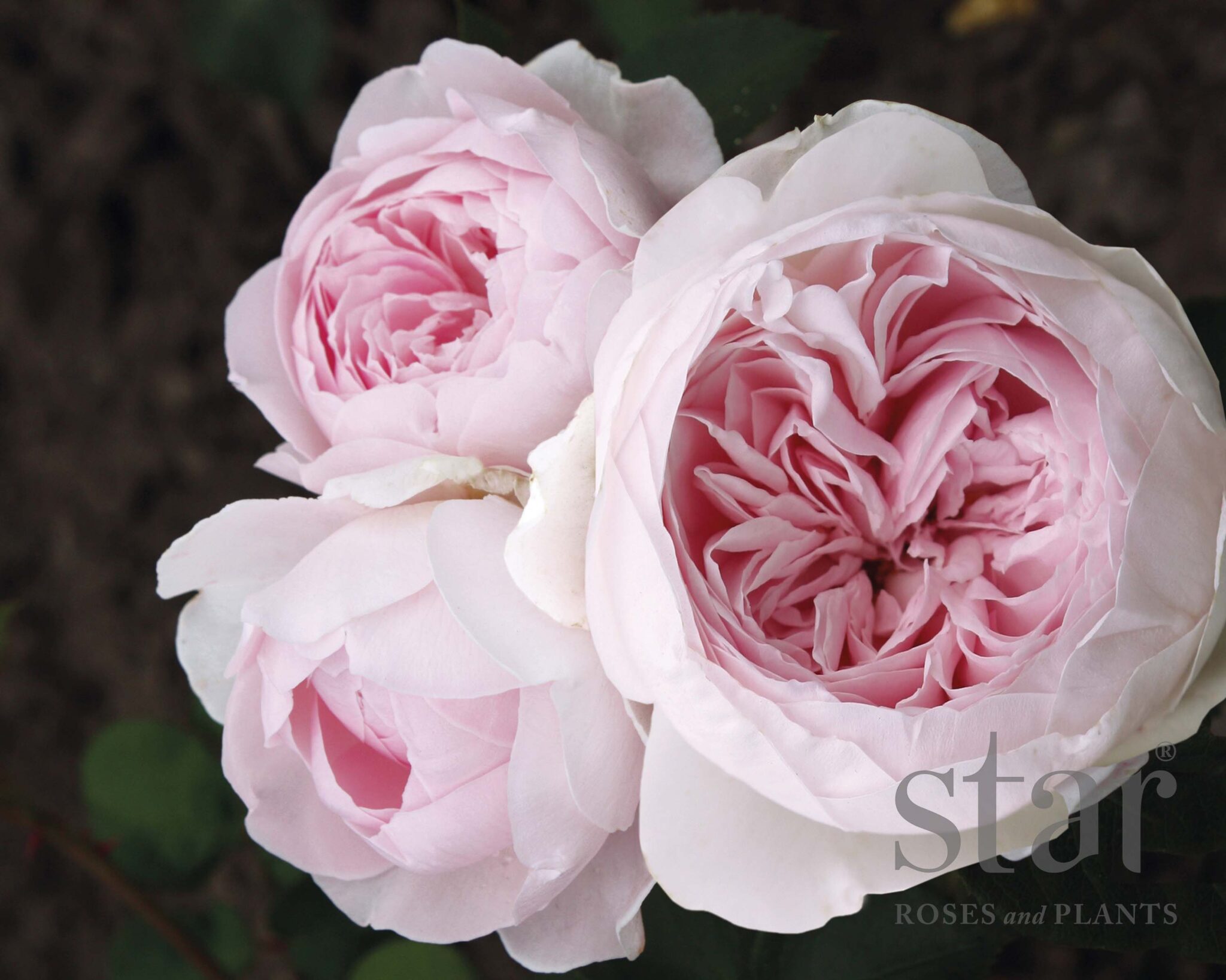 Parfuma® Earth Angel™ – Plant Mart Co.