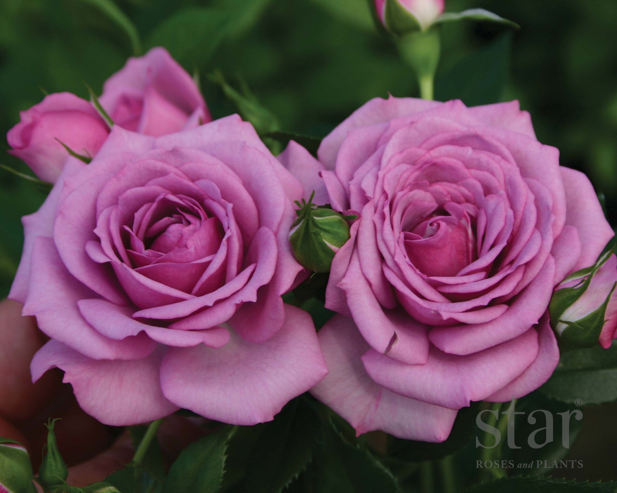 Veranda® Lavender – Plant Mart Co.