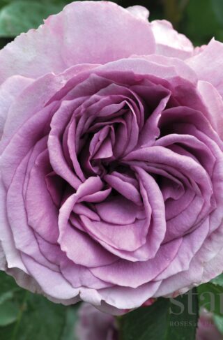 Kordes Roses – Plant Mart Co.