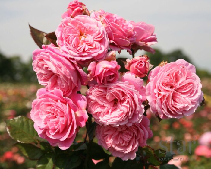 Parfuma® Summer Romance – Plant Mart Co.