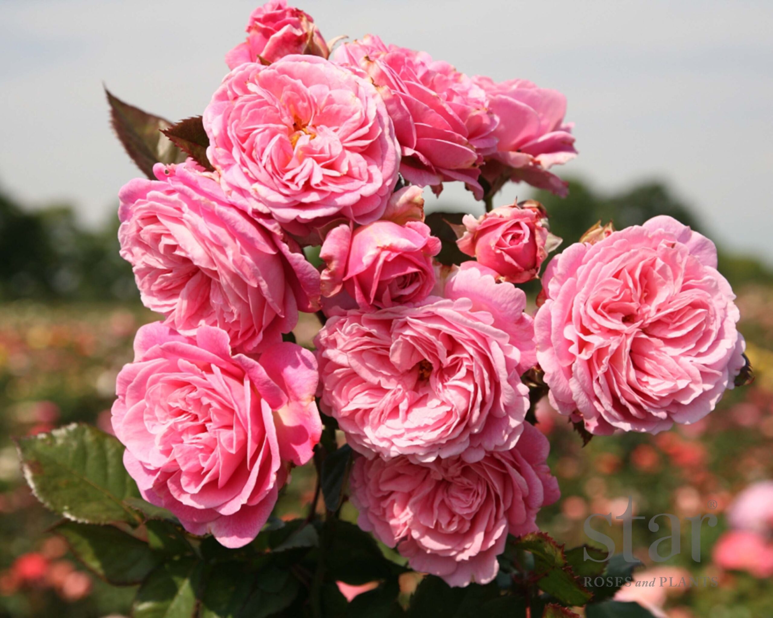 Parfuma® Summer Romance – Plant Mart Co.