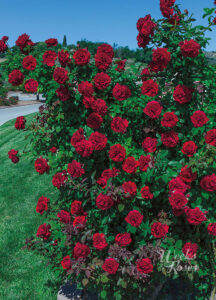 Lady in Red – Plant Mart Co.
