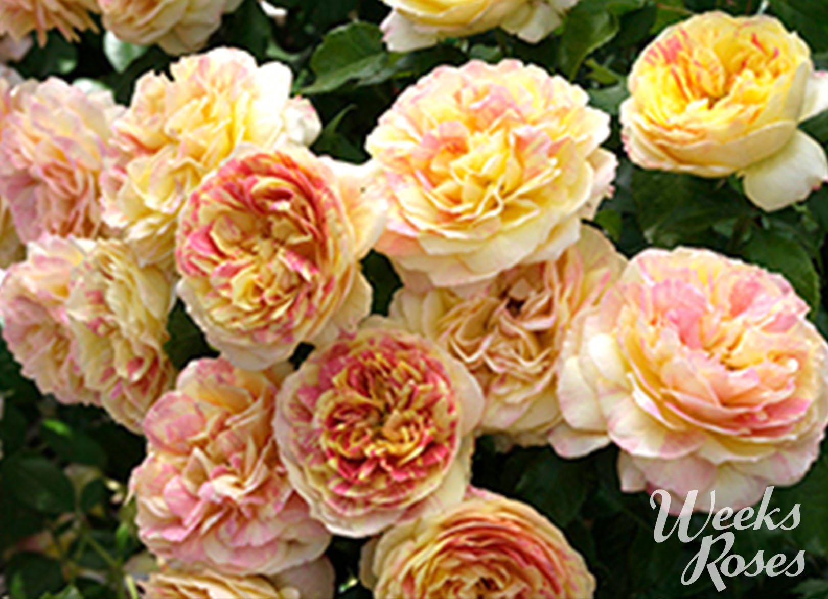 Pop Art - Plant Mart