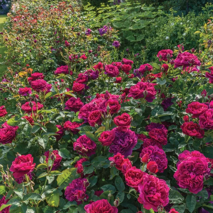 ‘Darcey Bussell’ David Austin Rose – Plant Mart Co.