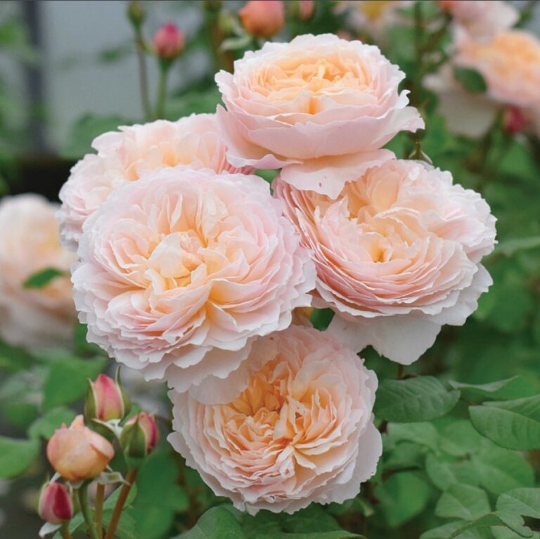 Moonlight in Paris – Plant Mart Co.