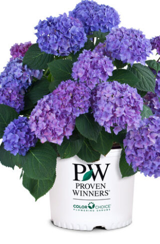 2G Hydrangea ‘Let’s Dance Rhythmic Blue’ PW – Plant Mart Co.