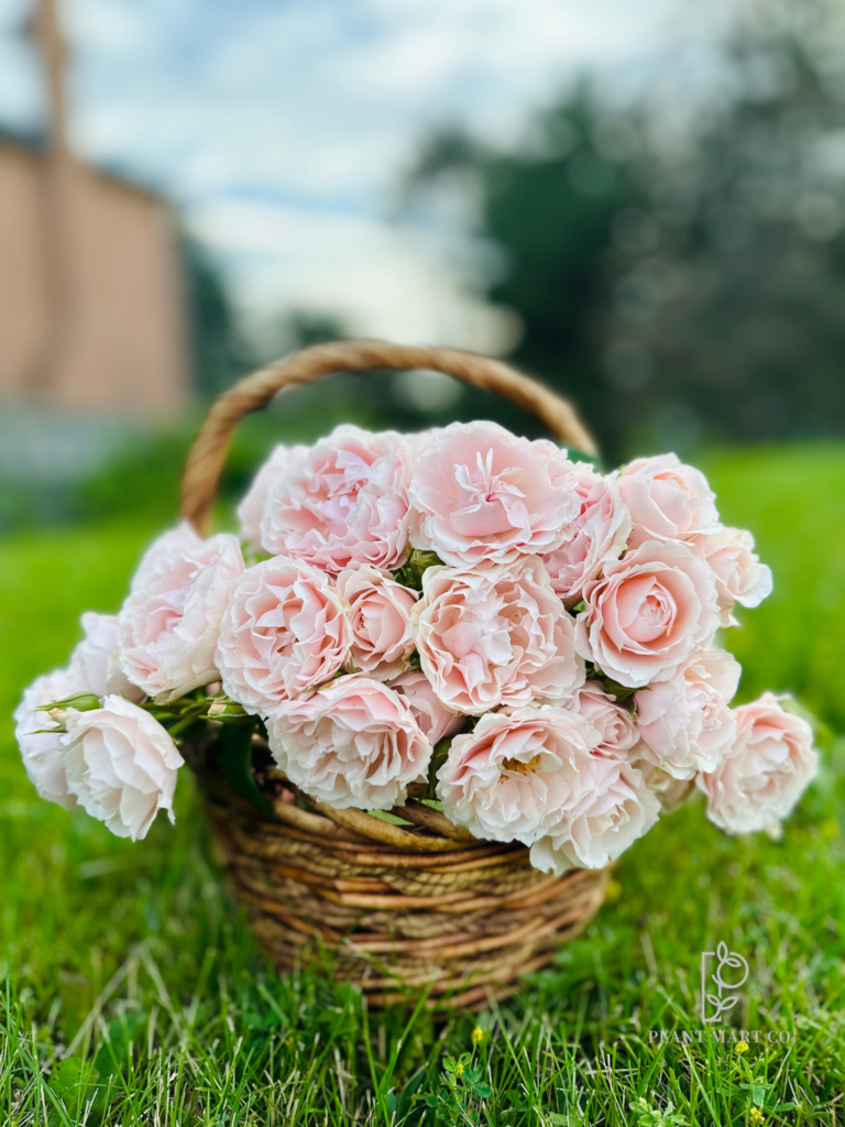 ‘Dylan Rose’ Floribunda Rose – Plant Mart Co.